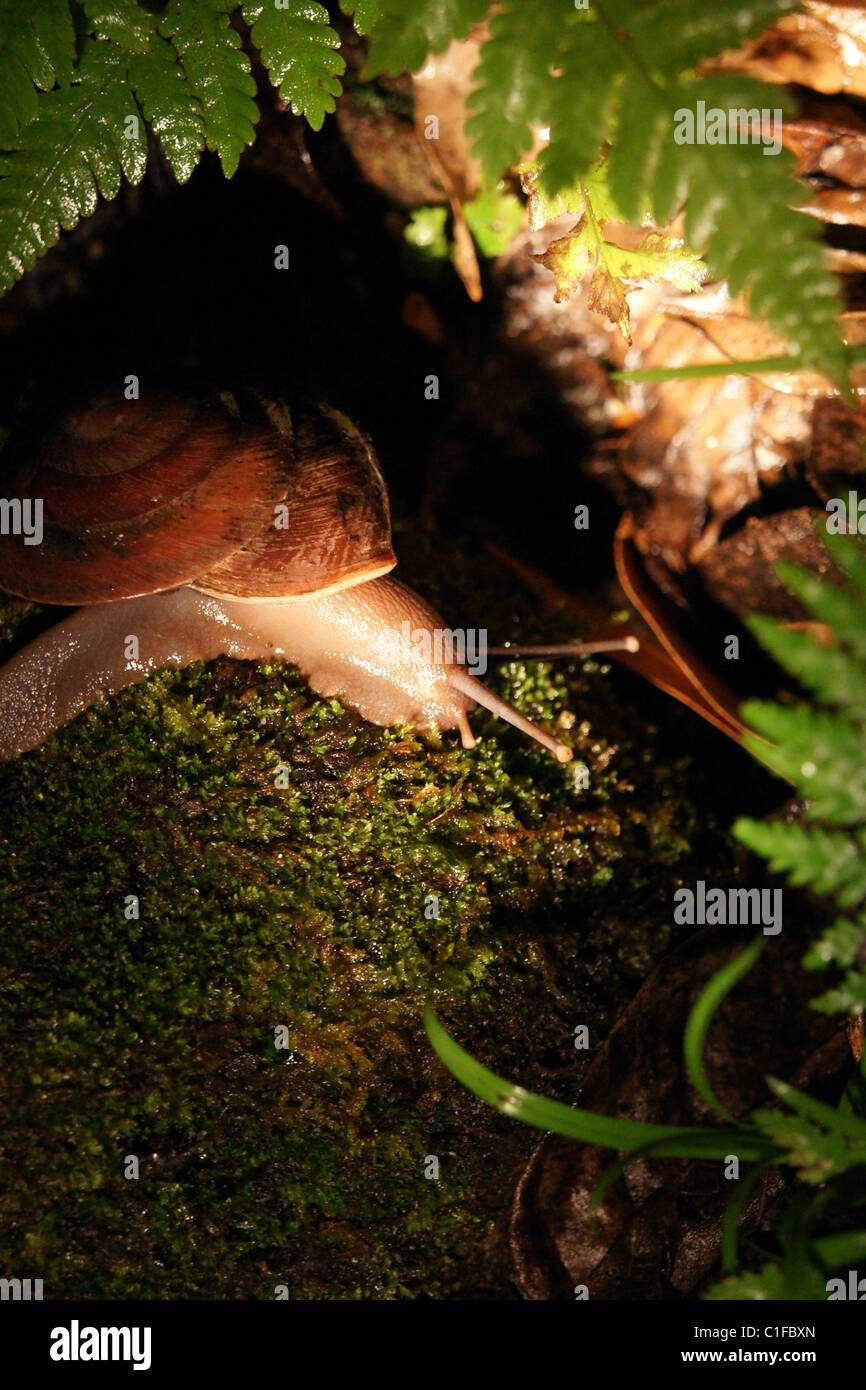 a snail in el yunque rain forrest, puerto, rico Stock Photo - Alamy