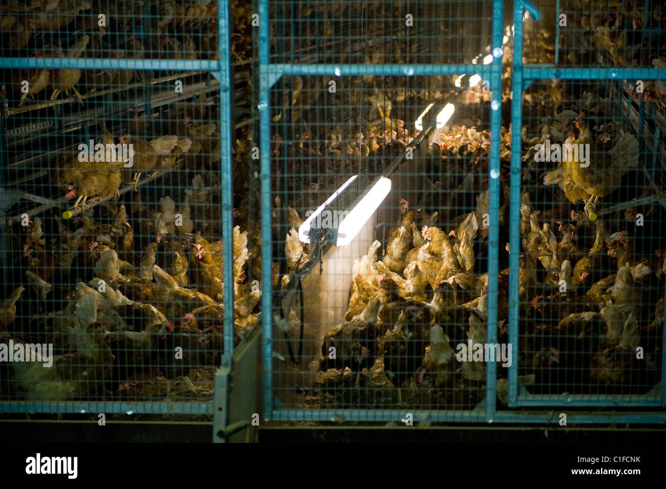 New hen houses for egg production, Bestensee, Germany Stock Photo - Alamy
