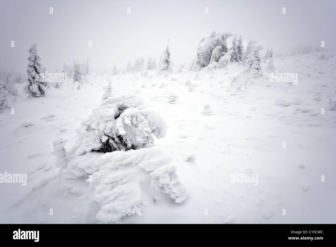 Snowstorm, snow-covered trees in National Park Taganay. South Ural ...