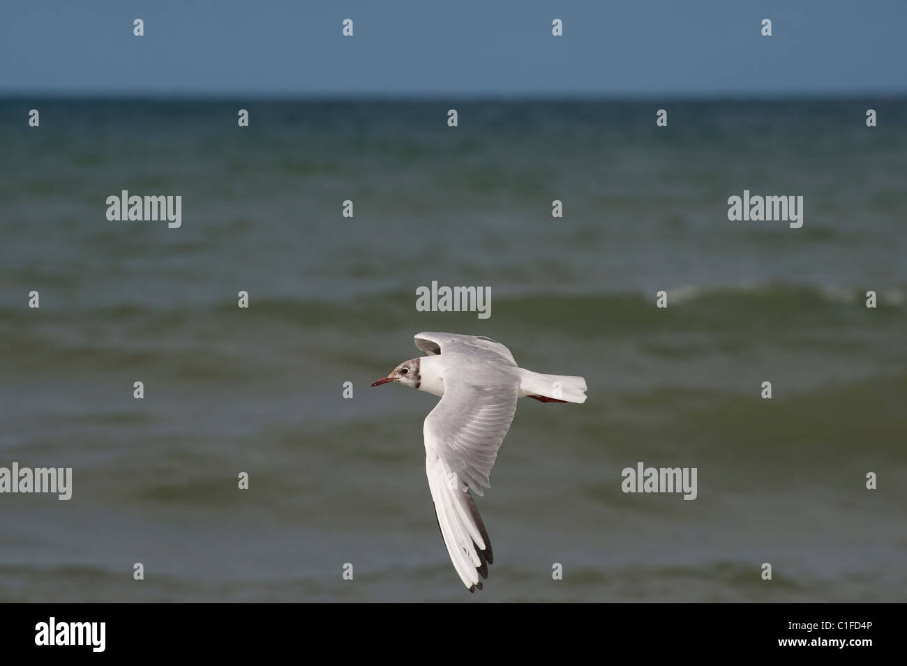 Seagull in flight Stock Photo - Alamy