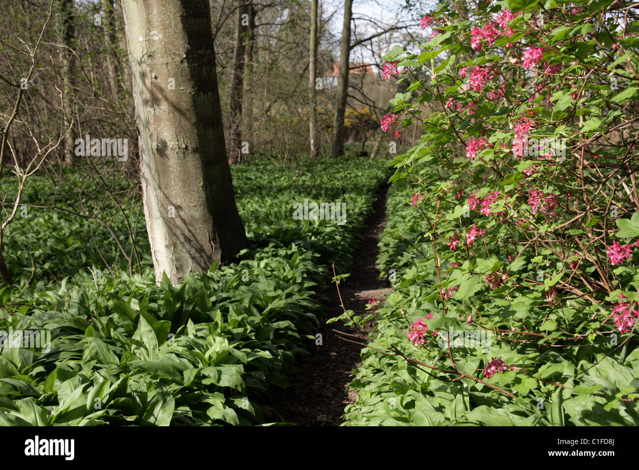 Wood full of wild garlic, Fife Scotland Stock Photo - Alamy