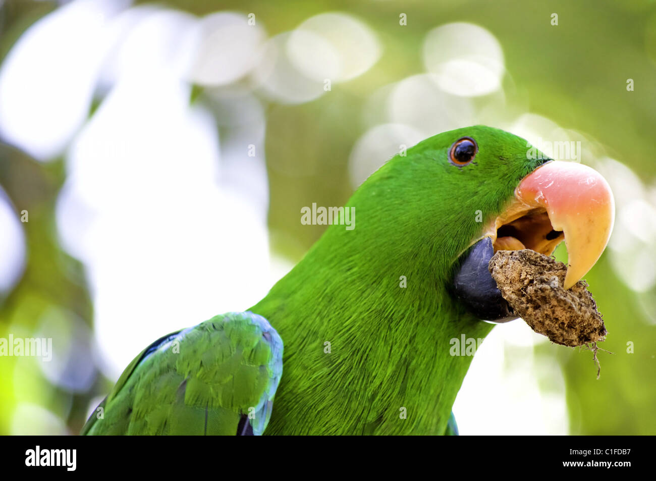 Food parrot hi-res stock photography and images - Alamy