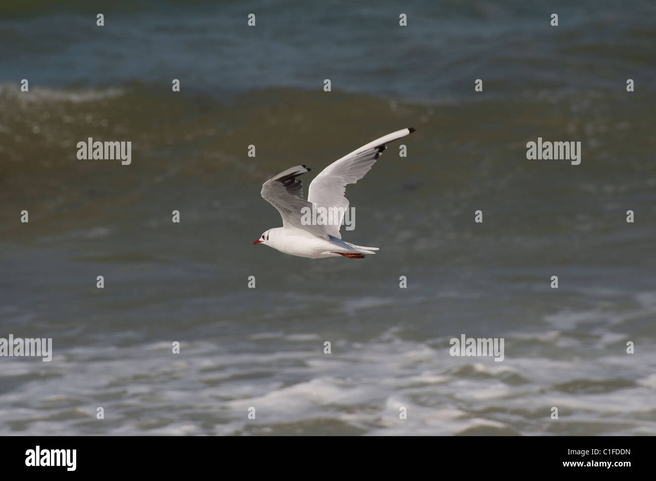 Seagull in flight Stock Photo - Alamy