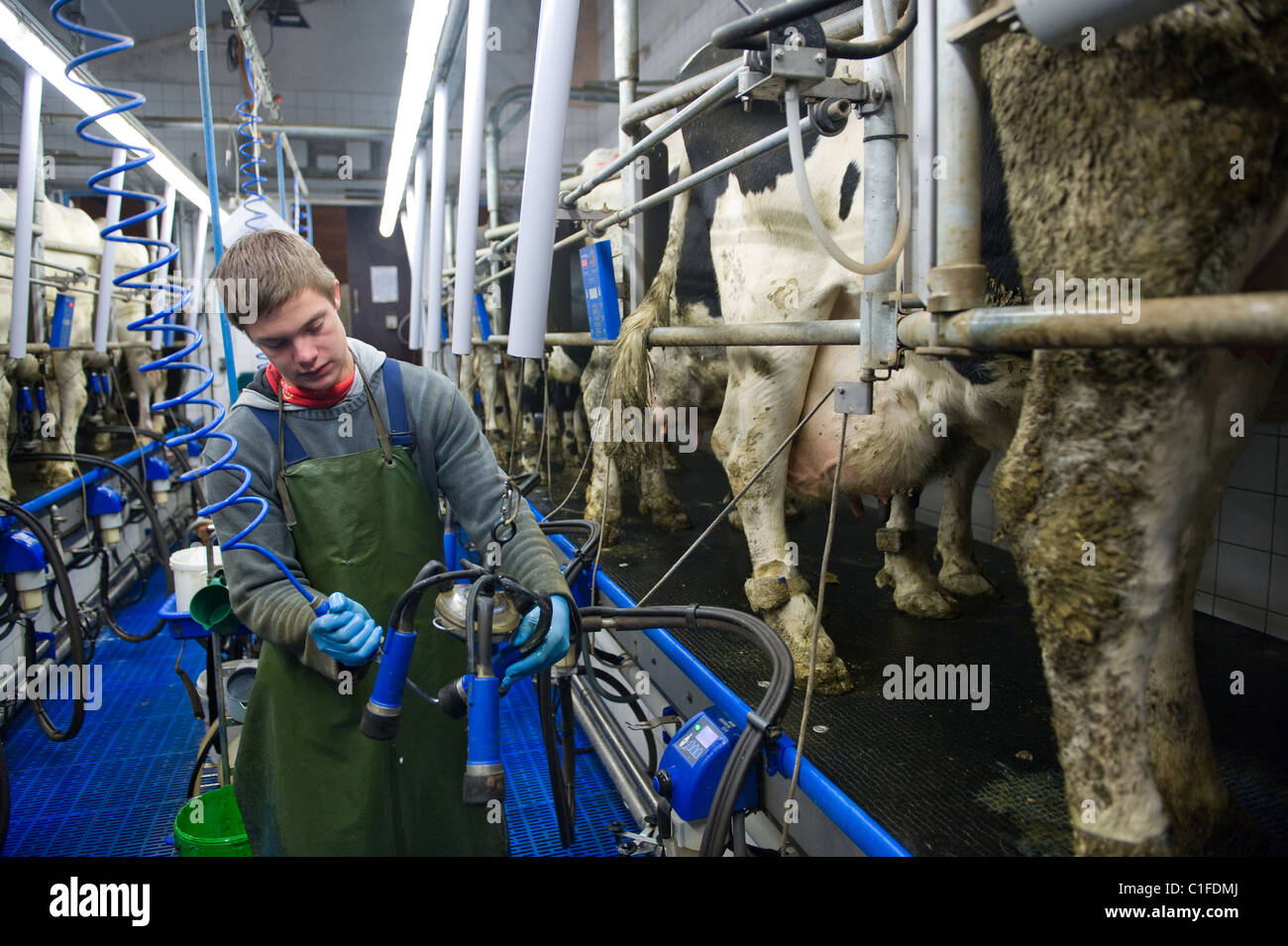 Milking cow milking plant hi-res stock photography and images - Alamy