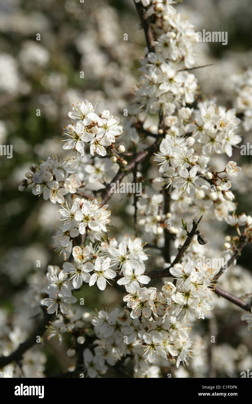 Hawthorn blossom scotland hi-res stock photography and images - Alamy