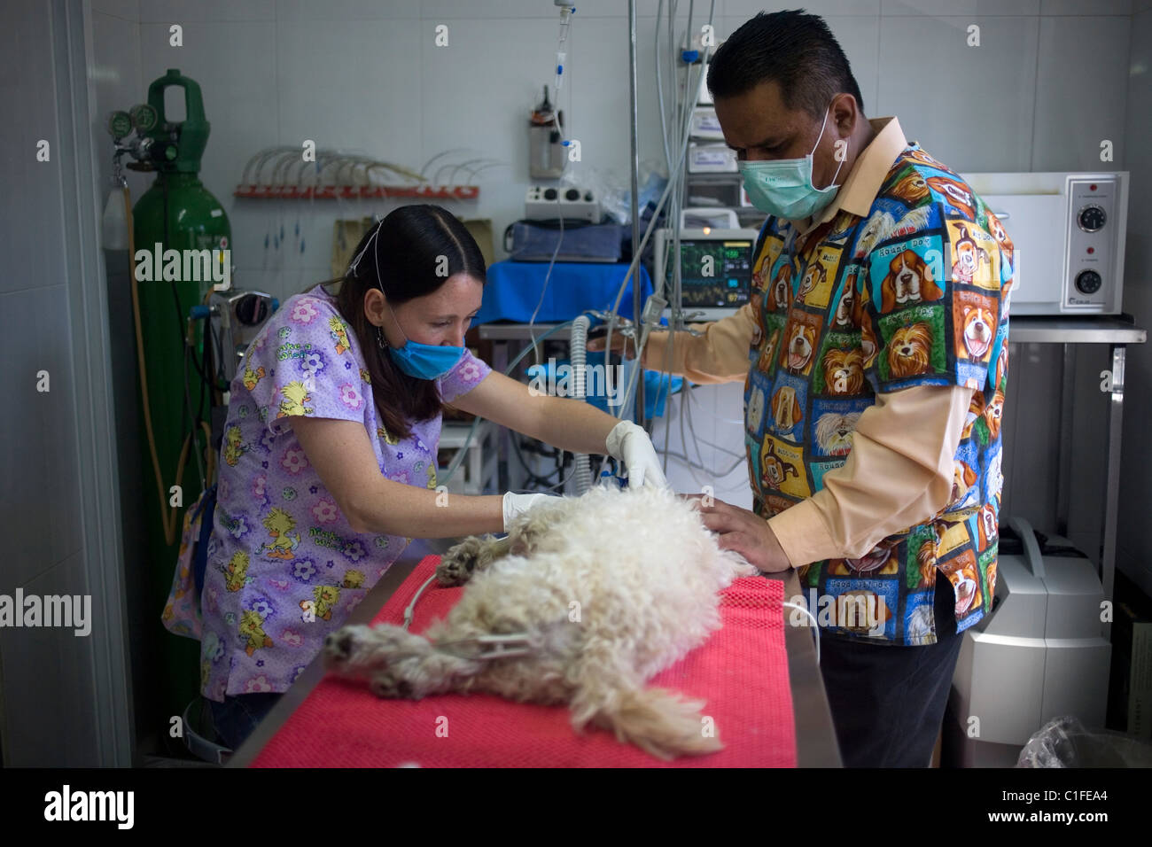 Veterinarians attend a sedated dog before a surgery in the emergency ...