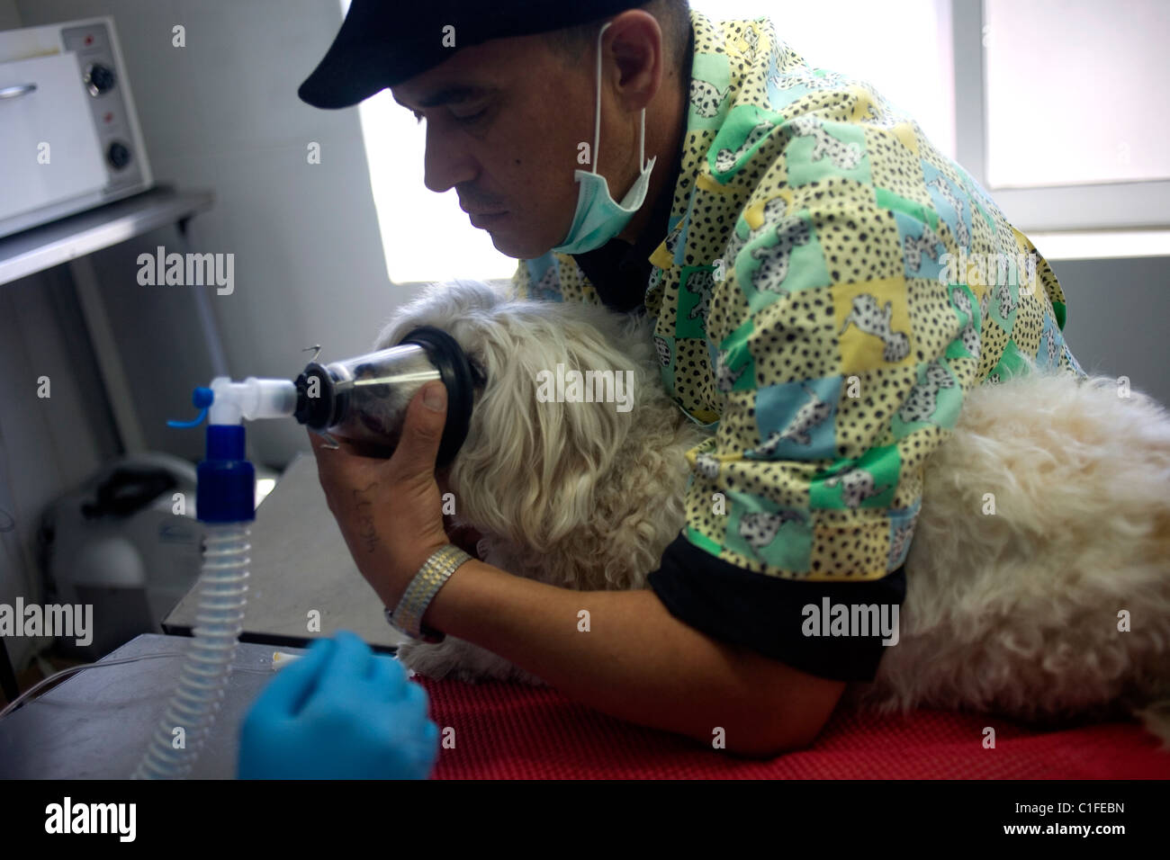 Anesthesia animal hi-res stock photography and images - Alamy