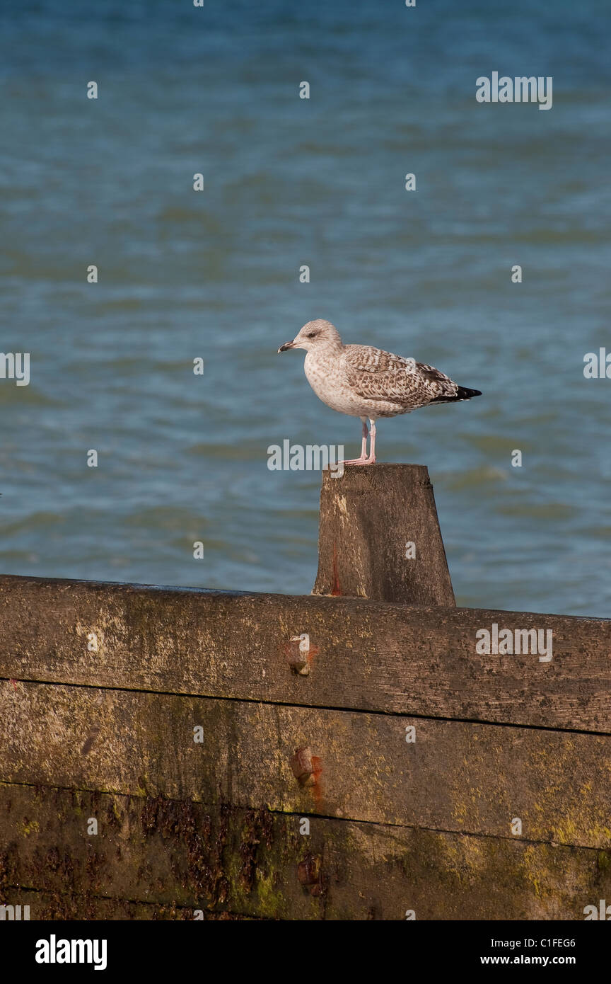 Young animals on a groyne hi-res stock photography and images - Alamy