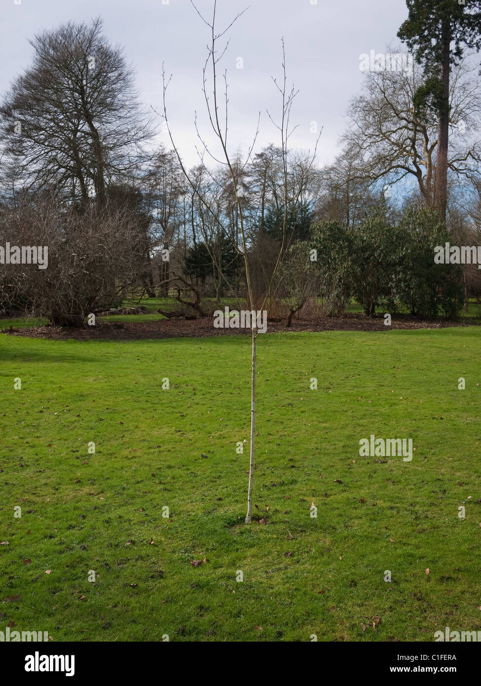 Thin tree hi-res stock photography and images - Alamy