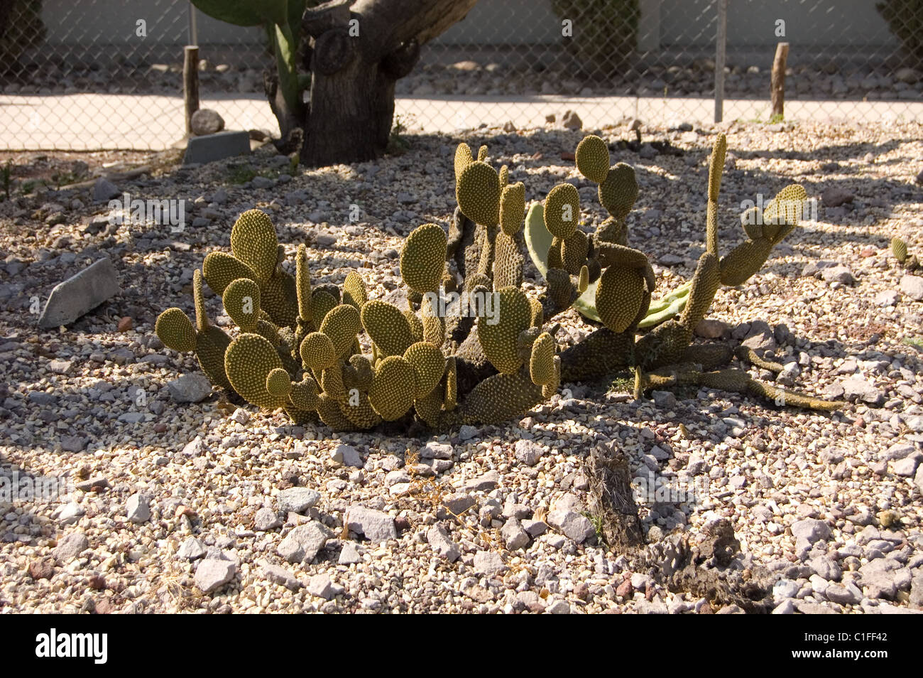 Bunny ears cactus hi-res stock photography and images - Alamy