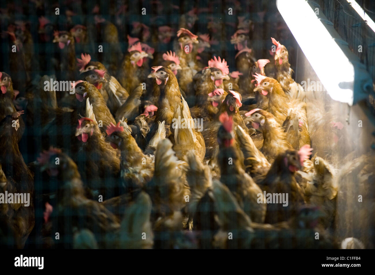 New hen houses for egg production, Bestensee, Germany Stock Photo - Alamy