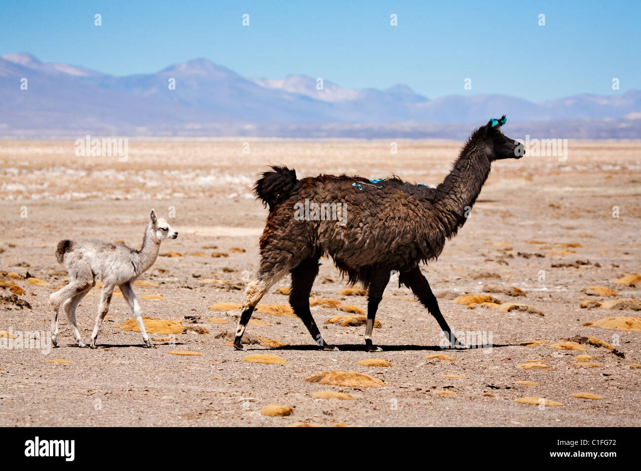Baby llama hi-res stock photography and images - Alamy