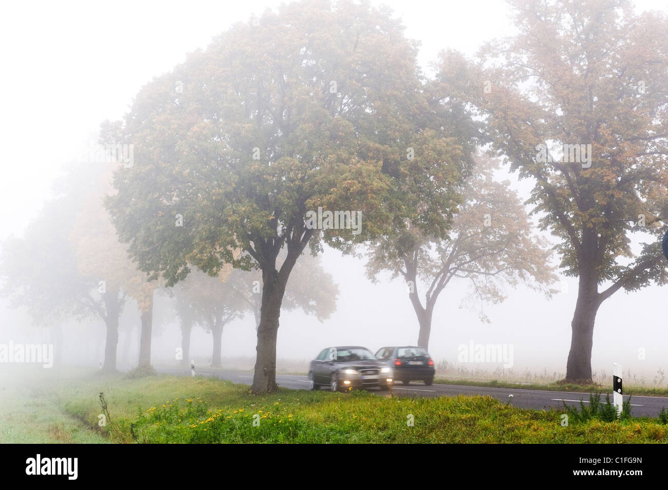 Autumn mist on the road L 109, Wandlitz, Germany Stock Photo - Alamy