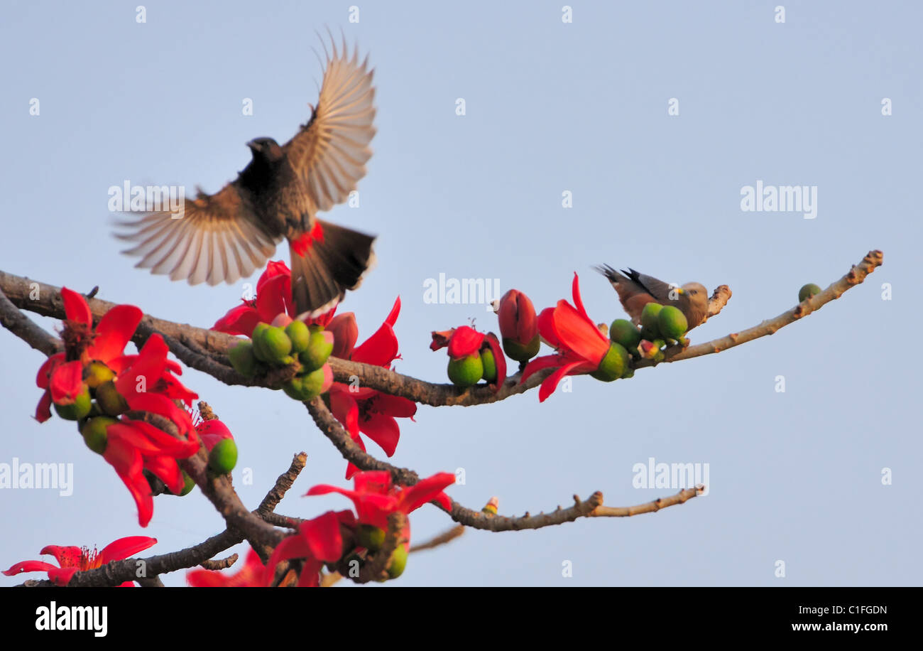 Nightingale High Resolution Stock Photography and Images - Alamy