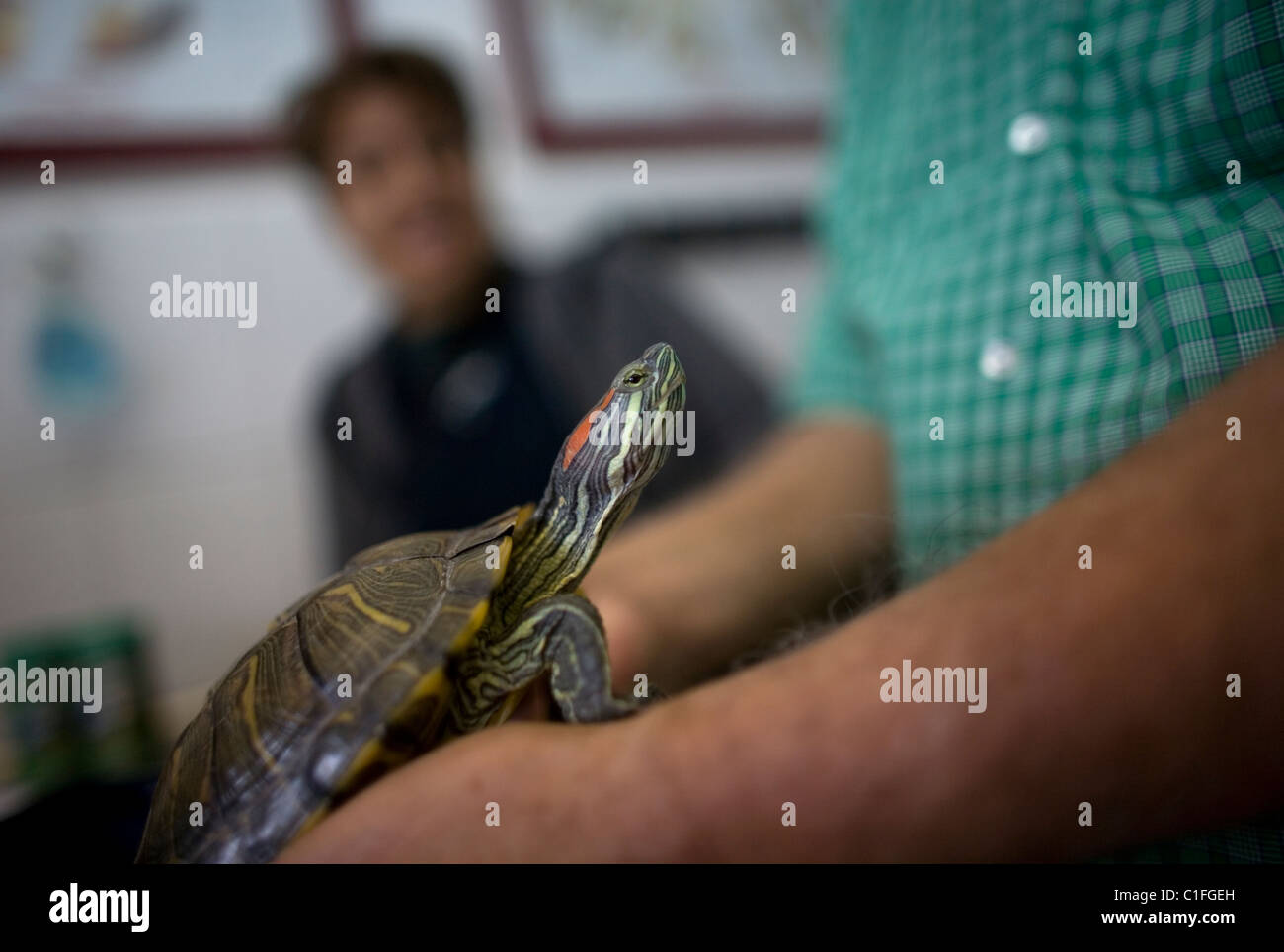 Animal hospital turtle hi-res stock photography and images - Alamy