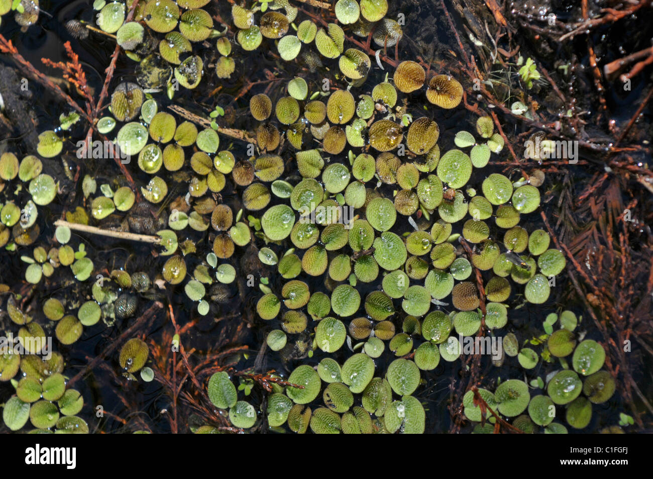 Water Spangles: Salvinia minima. Corkscrew Swamp Sanctuary, Florida ...