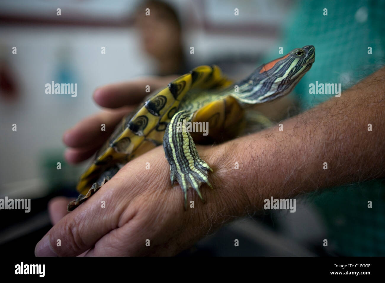 A man plays with his turtle at a Pet Hospital in Condesa, Mexico City ...
