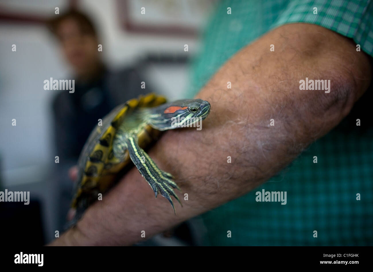 A man plays with his turtle at a Pet Hospital in Condesa, Mexico City ...