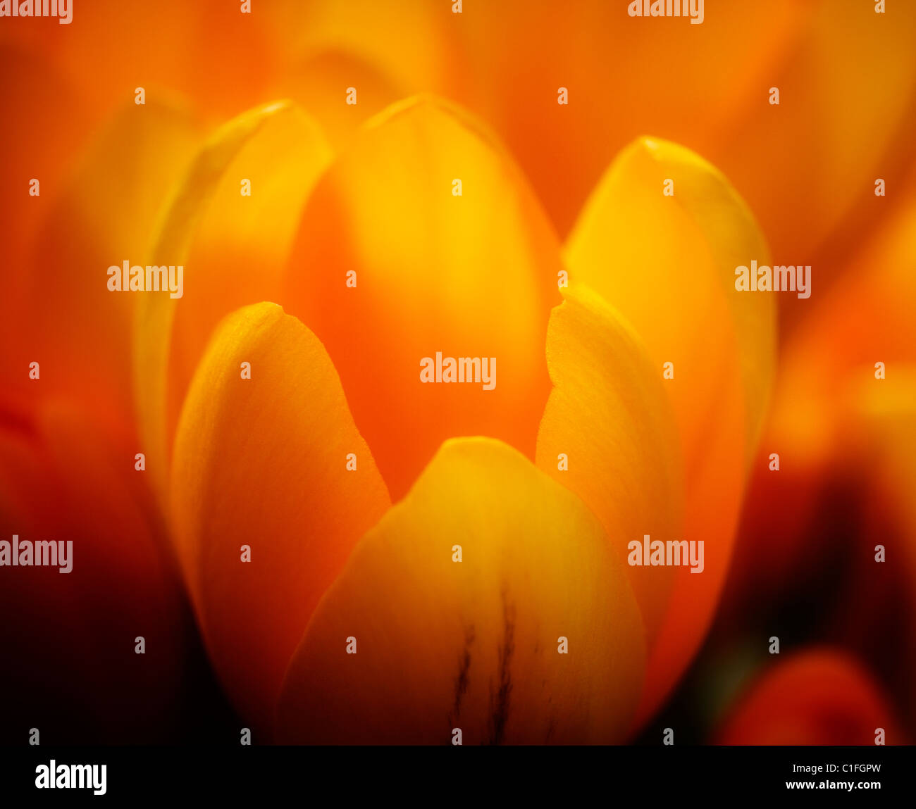 Yellow Crocus flower Stock Photo - Alamy