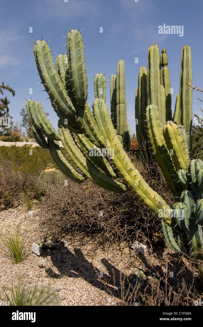 Myrtillocactus geometrizans (Bilberry Cactus, Whortleberry Cactus or ...
