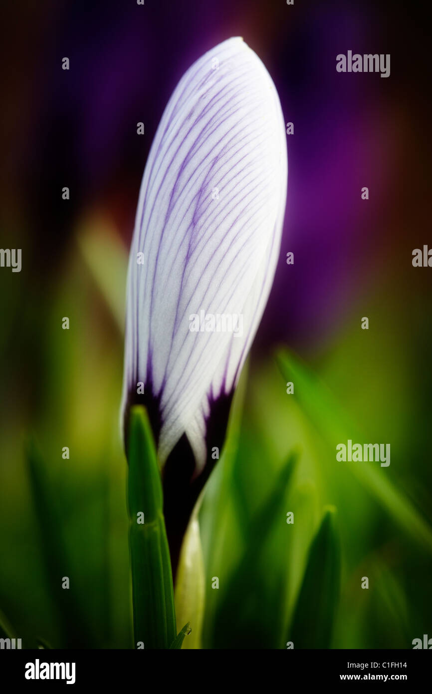 Single white crocus hi-res stock photography and images - Alamy