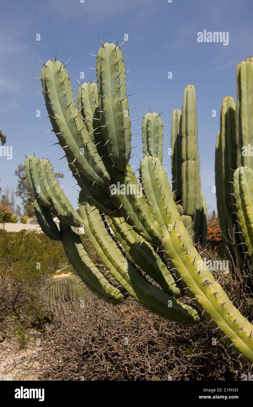 Garambullo Cactus High Resolution Stock Photography and Images - Alamy