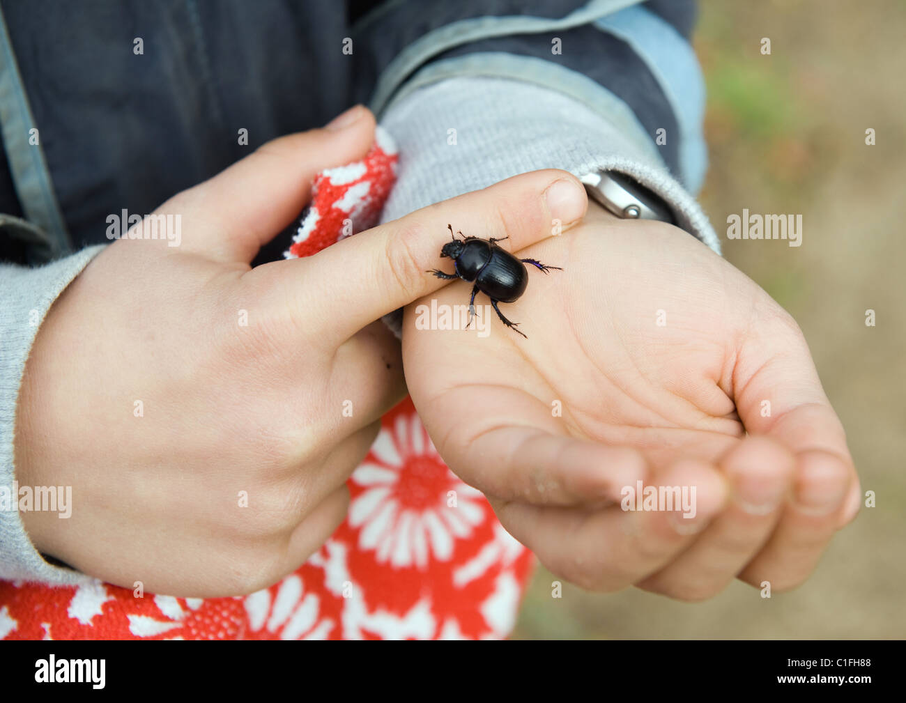 Child holding a beetle hi-res stock photography and images - Alamy