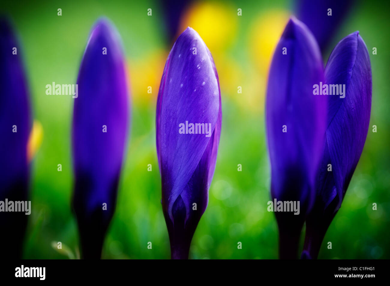 Purple Crocus flowers Stock Photo - Alamy