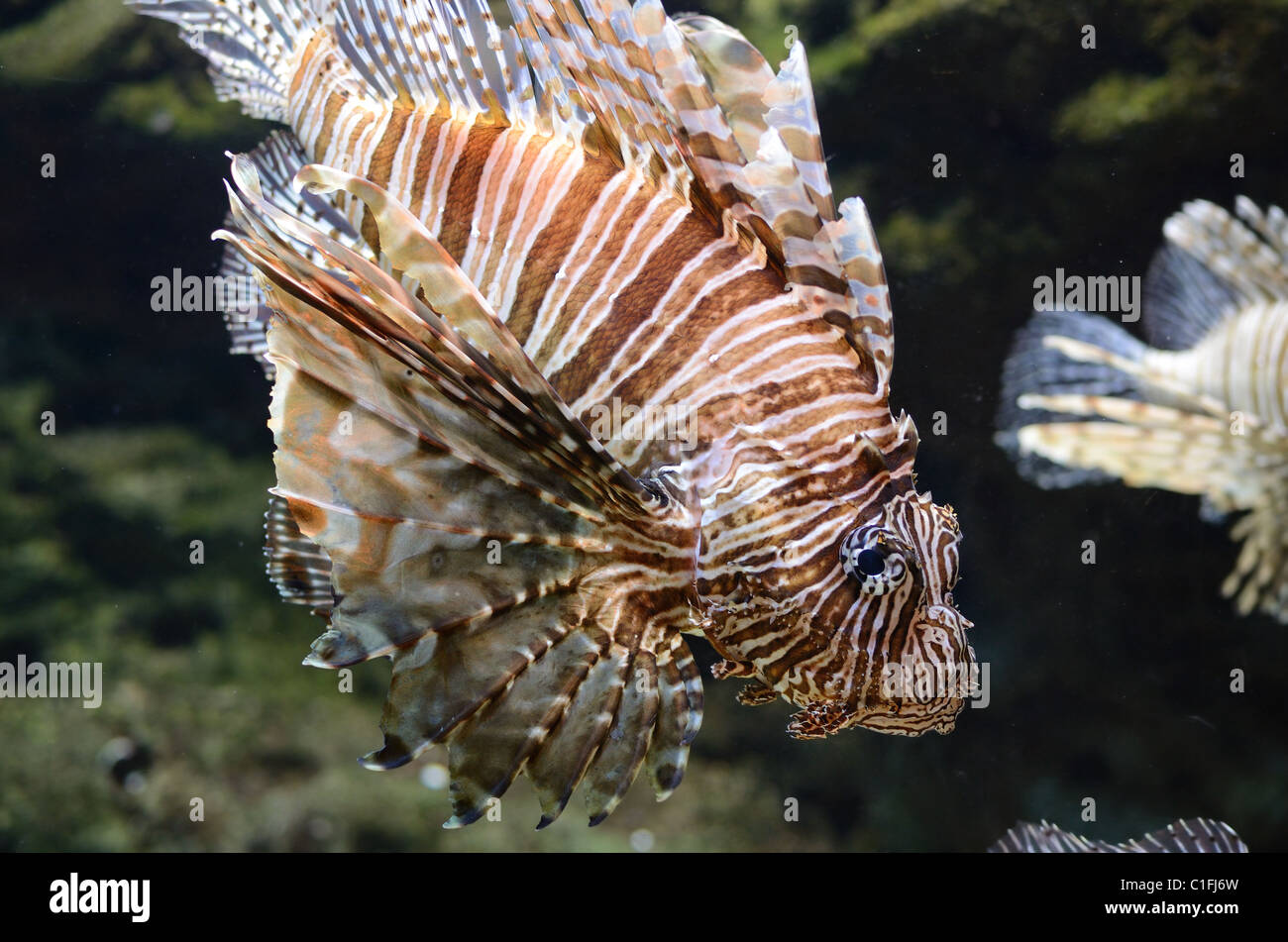 Lion fish hi-res stock photography and images - Alamy