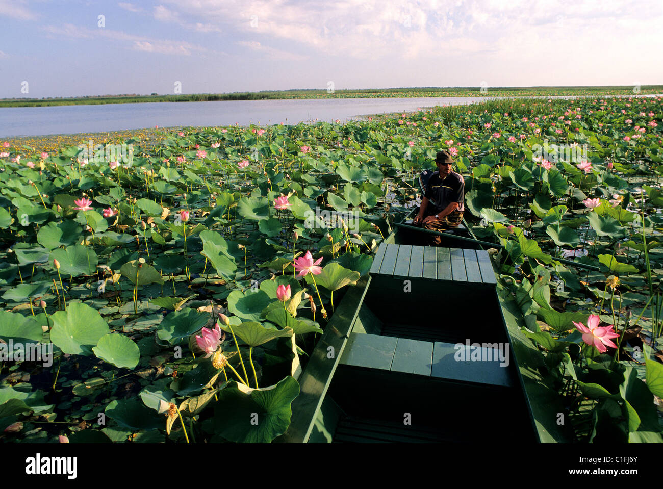Russia, Volga region, lotus flowers in the Volga delta Stock Photo - Alamy