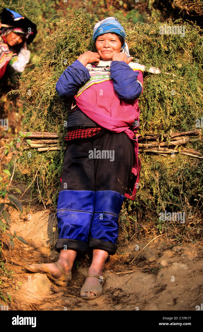 China, Yunnan province, Yuanyang region, Yi woman coming back from ...