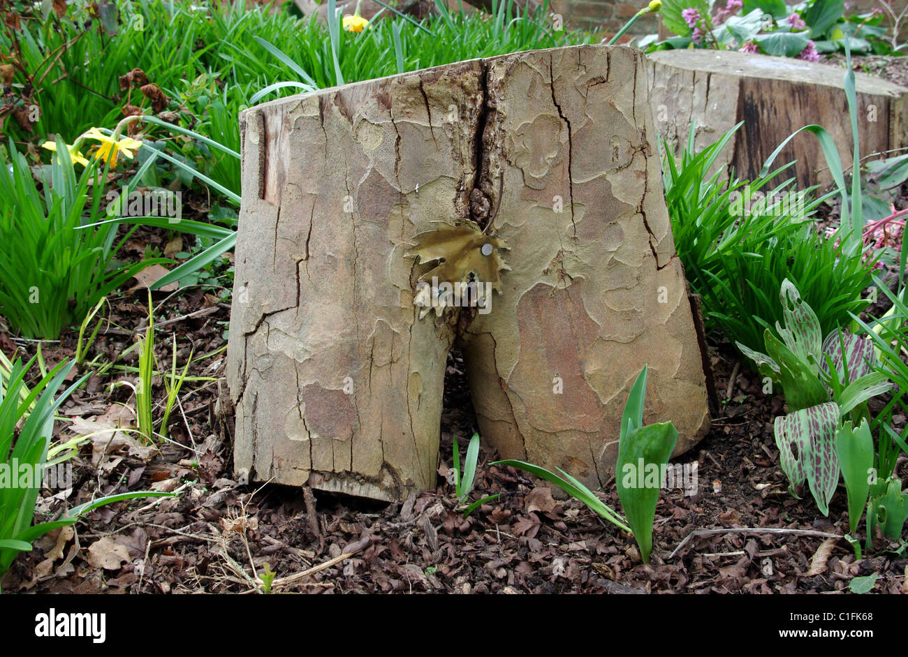 Tree trunk in the shape of a human torso with a strategically placed ...