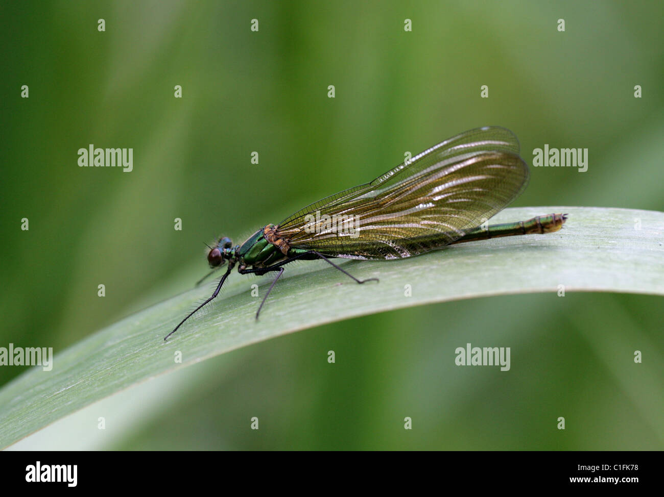 Female Beautiful Demoiselle Damselfly, Calopteryx virgo, Calopterygidae, Zygoptera, Odonata ...