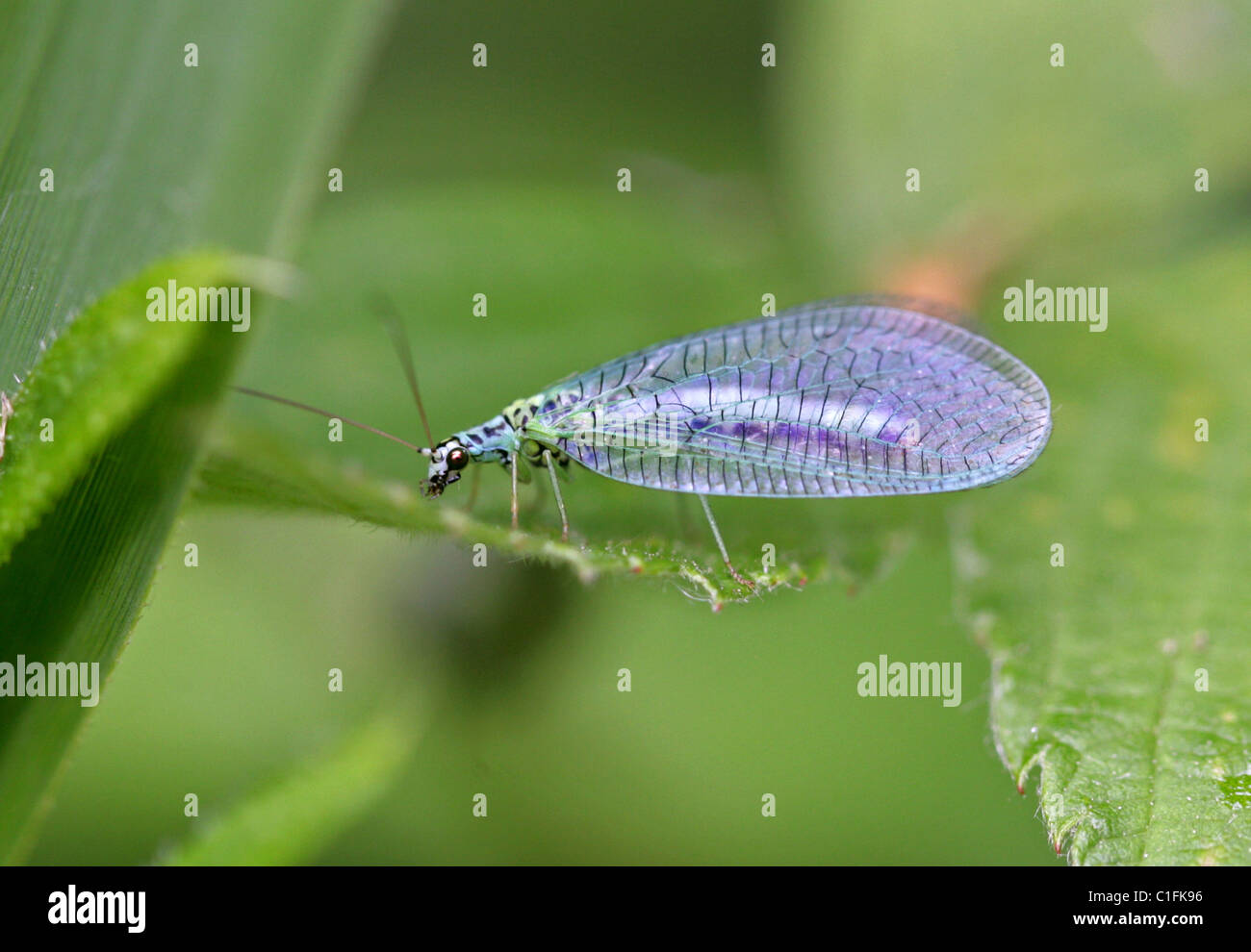 Blue Lacewing, Chrysopa perla, Chrysopidae, Neuroptera Stock Photo - Alamy