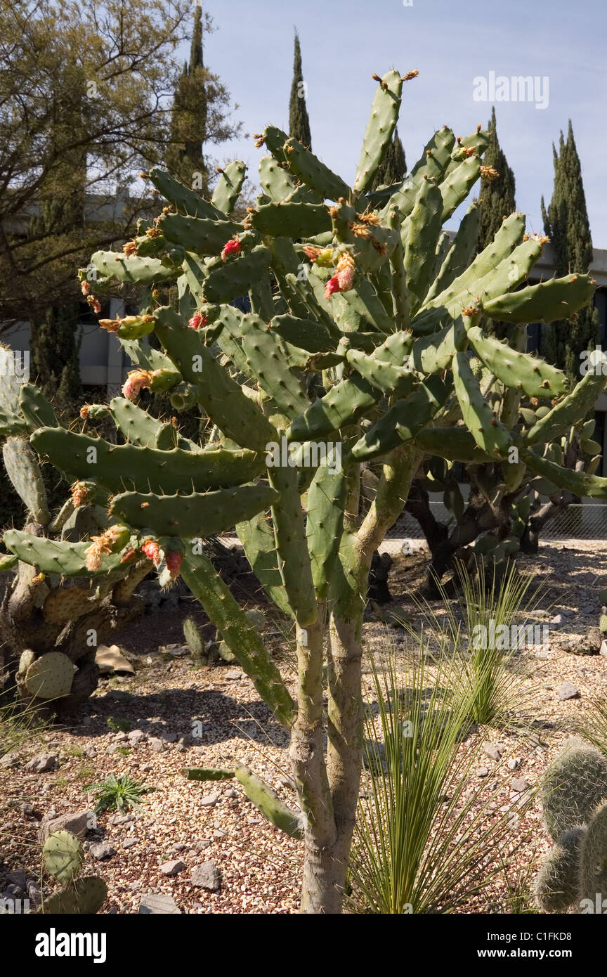 Cochineal Cactus (Opuntia cochenillifera) with flowers Stock Photo - Alamy