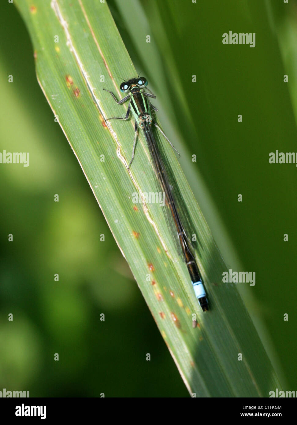 Juvenile Blue-tailed Damselfly, Ischnura elegans, Coenagrionidae ...
