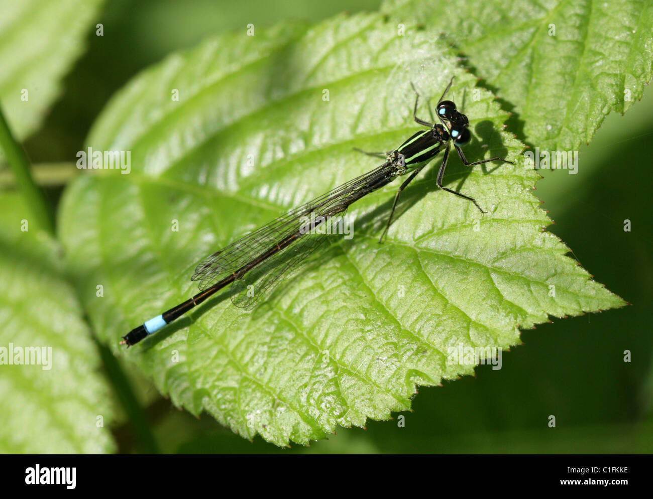 Juvenile Blue-tailed Damselfly, Ischnura elegans, Coenagrionidae ...