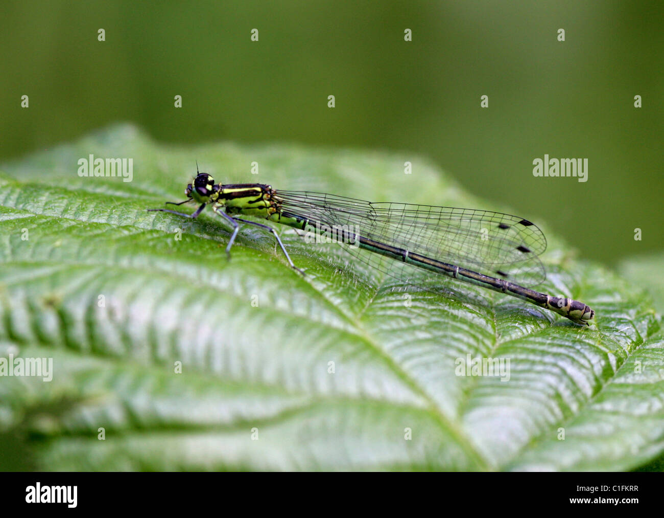 Juvenile Blue-tailed Damselfly, Ischnura elegans, Coenagrionidae ...