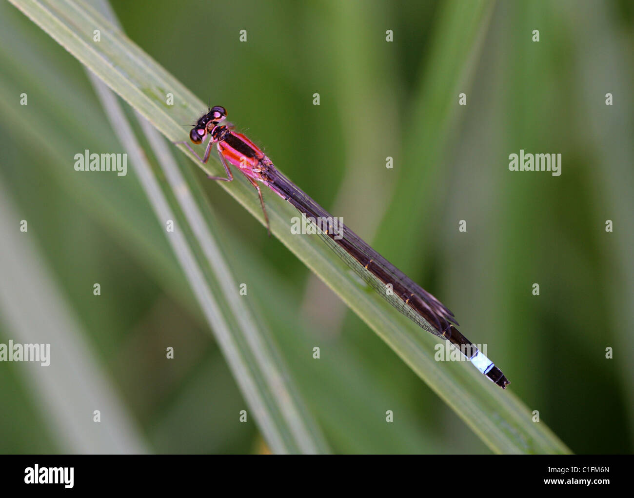 Female Blue-tailed Damselfly, Ischnura elegans, Coenagrionidae, Odonata ...