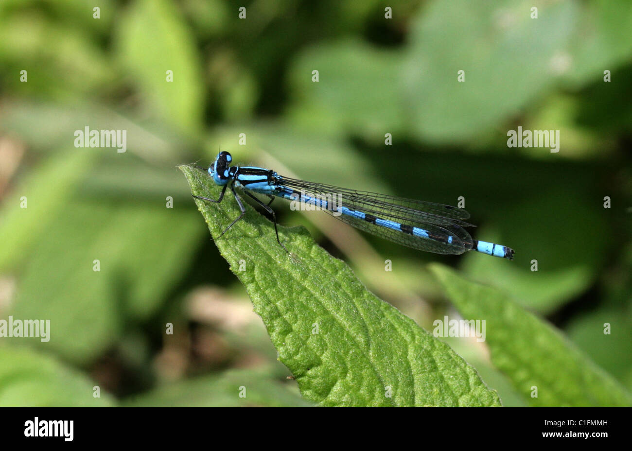 Adult Male Common Blue Damselfly, Enallagma cyathigerum, Odonata Stock ...
