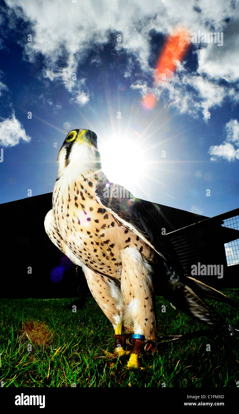 Lanner Falcon (Falco biarmicus) captive bird of prey Stock Photo - Alamy