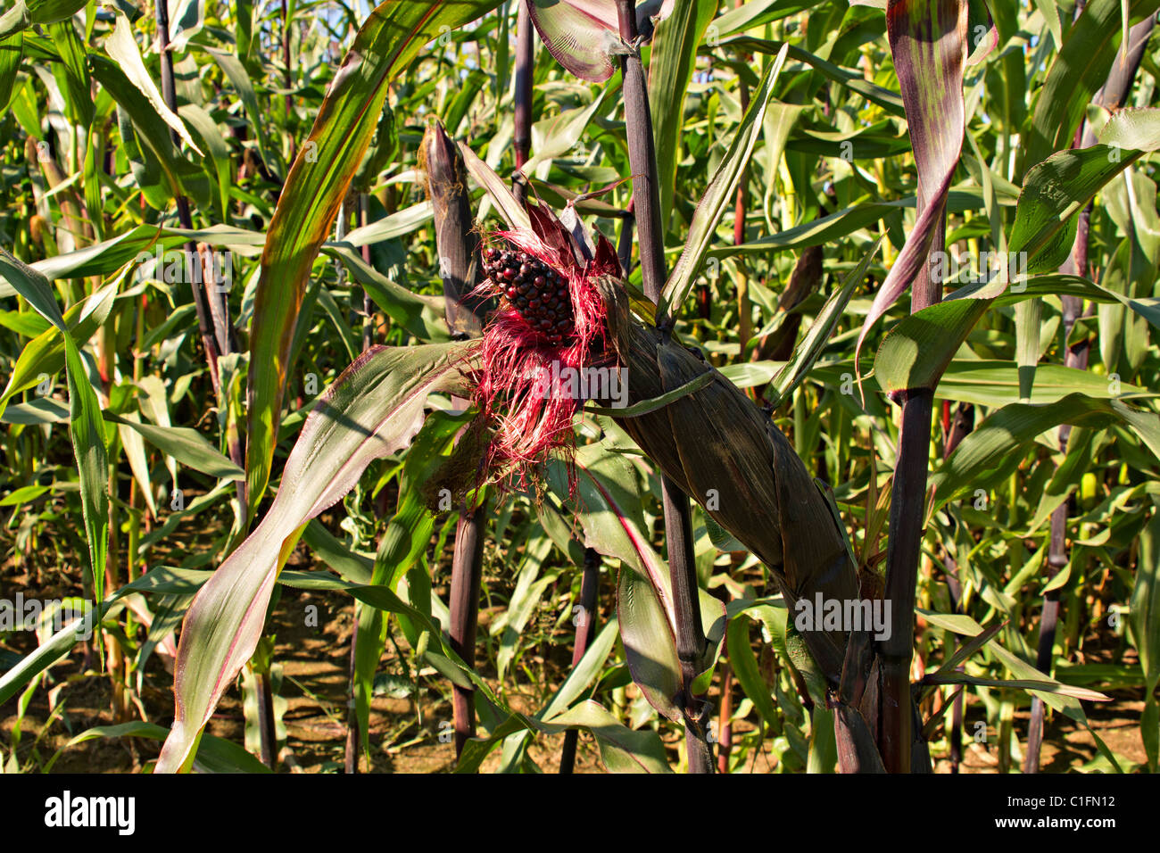 Purple Corn Maize Morado in Oregon Farm Stock Photo - Alamy