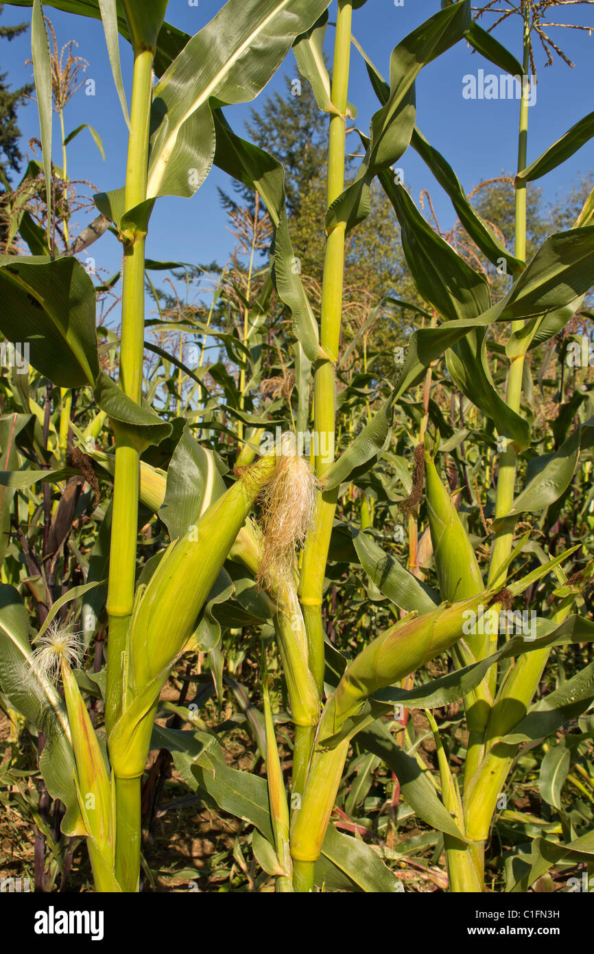 Field plants oregon hi-res stock photography and images - Alamy