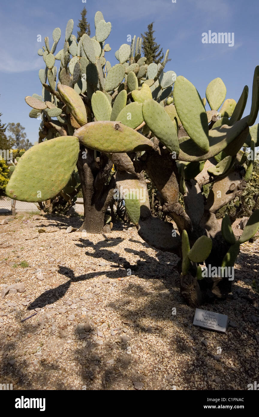 Opuntia ficus-indica (Indian fig opuntia or barbary fig) at UNAM´s ...
