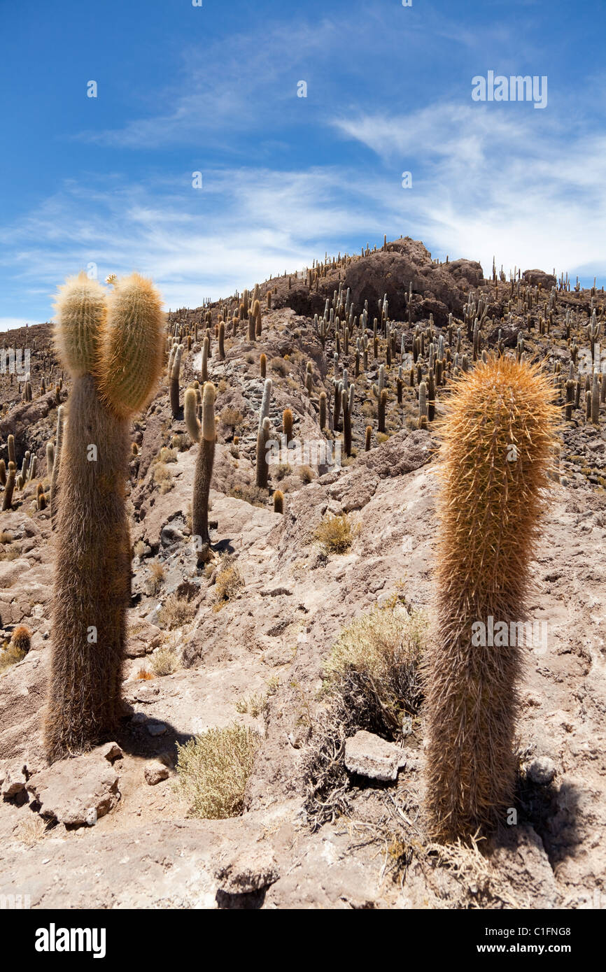 Giant Cactus, “Salar de Uyuni” Bolivian salt flats, Bolivia “South ...