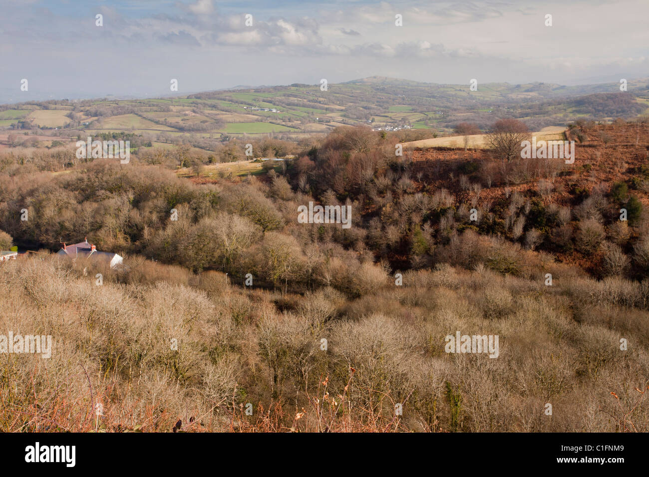 limestone/old red sandstone ridge at Carmel National Nature Reserve ...