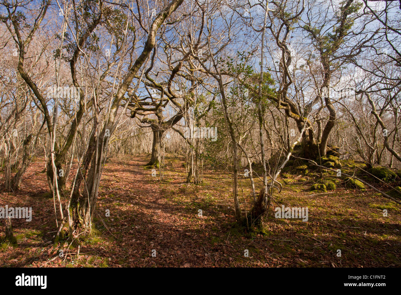 Oak with hazel coppice at Carn, Carmel National Nature Reserve, NNR, in ...