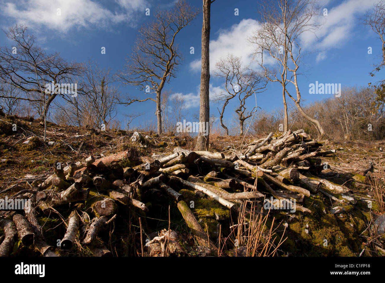 Coppicing hi-res stock photography and images - Alamy
