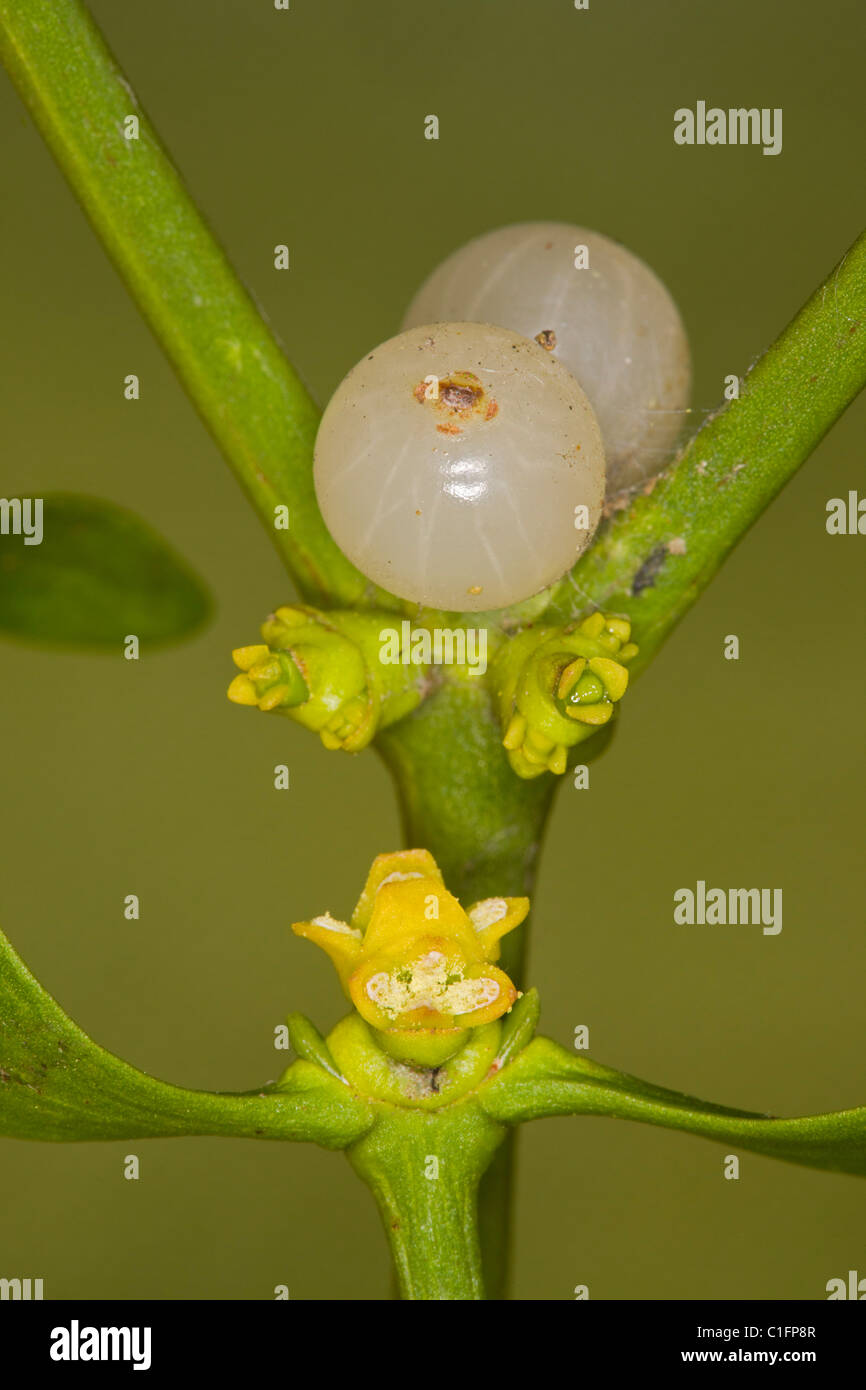 Semi Parasite Semi Parasitic Hemiparasite Hemiparasitic Plant Flower ...
