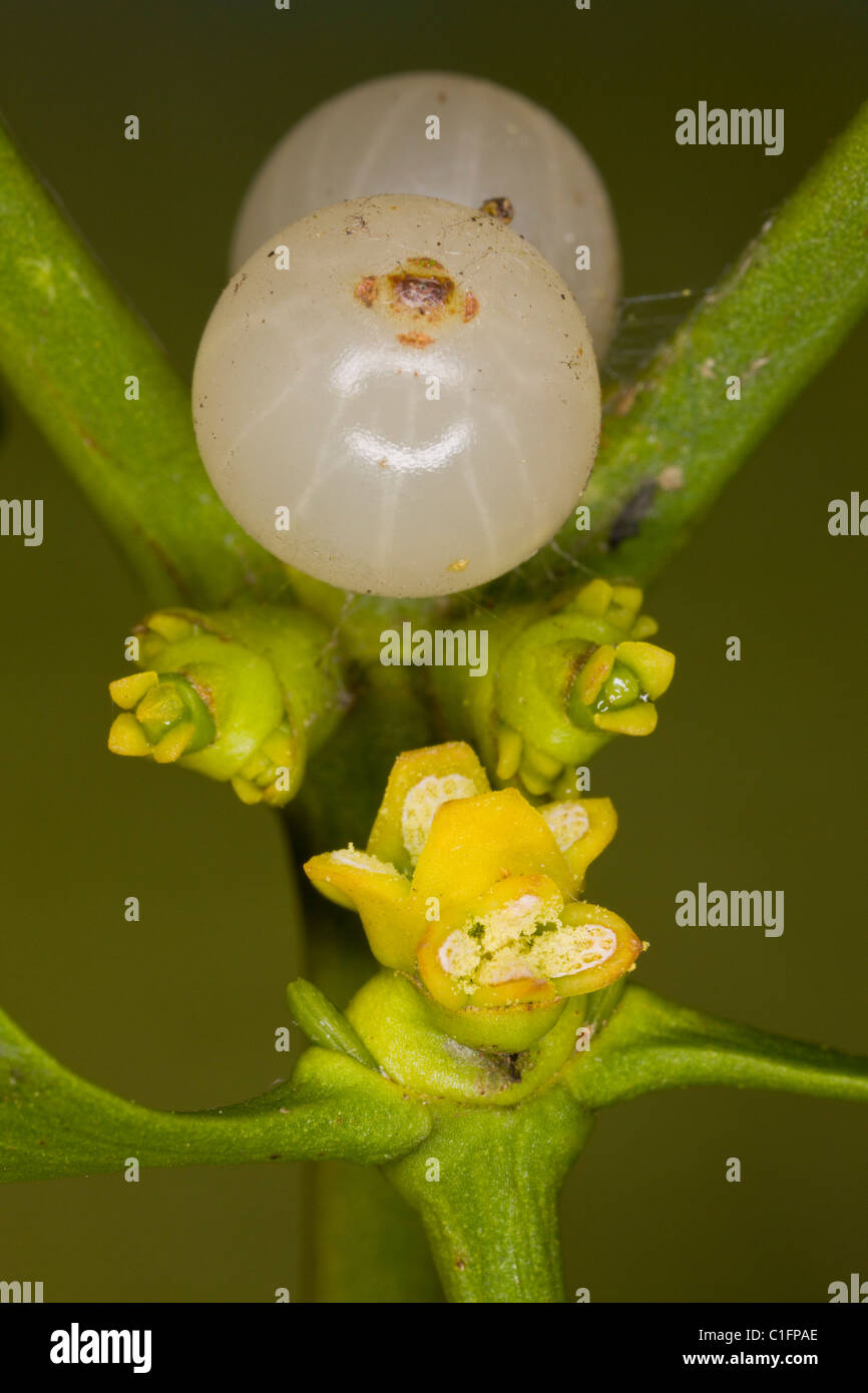 Semi Parasite Semi Parasitic Hemiparasite Hemiparasitic Plant Flower ...